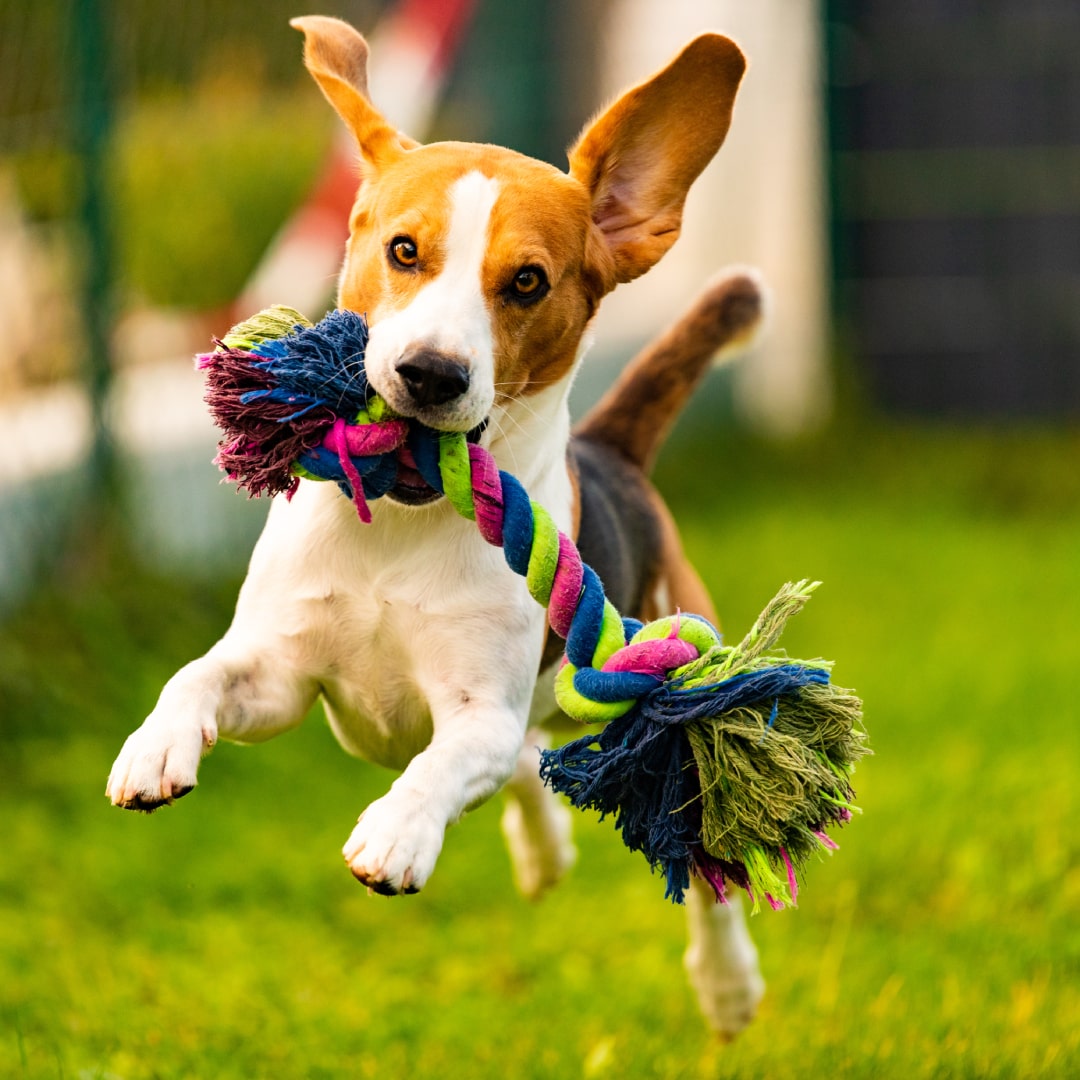 Top 10 Must-Have Dog Toys for Every Pup's Playtime – Pup World USA